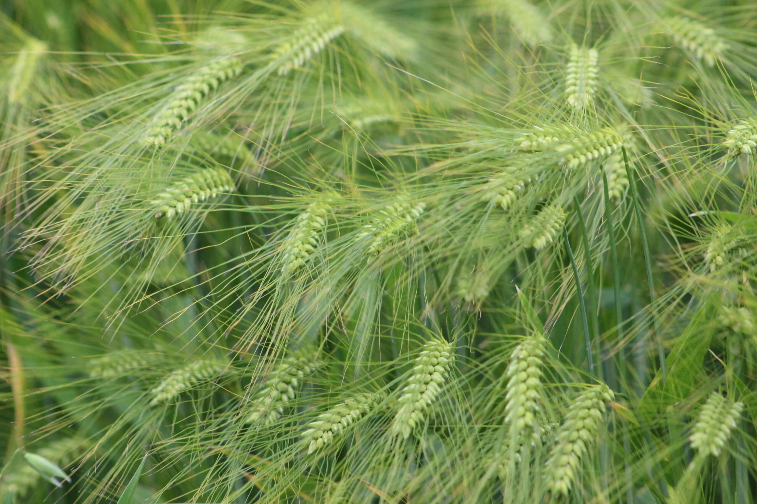 Exploring Wild Barley Genes to Improve Stress Resilience: updates from ...